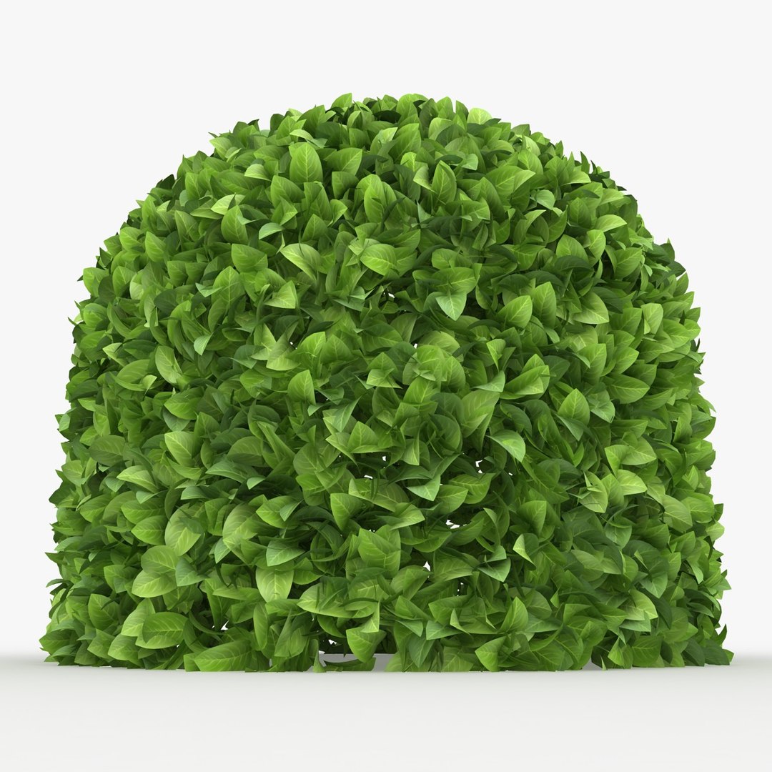 realistic hedge 04 3d model