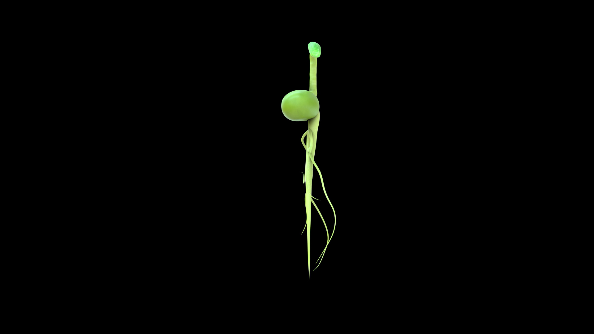 3D Seed Germination - TurboSquid 2207477