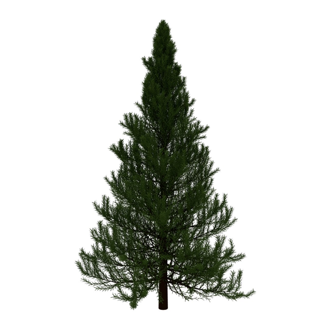 evergreen tree 3d obj