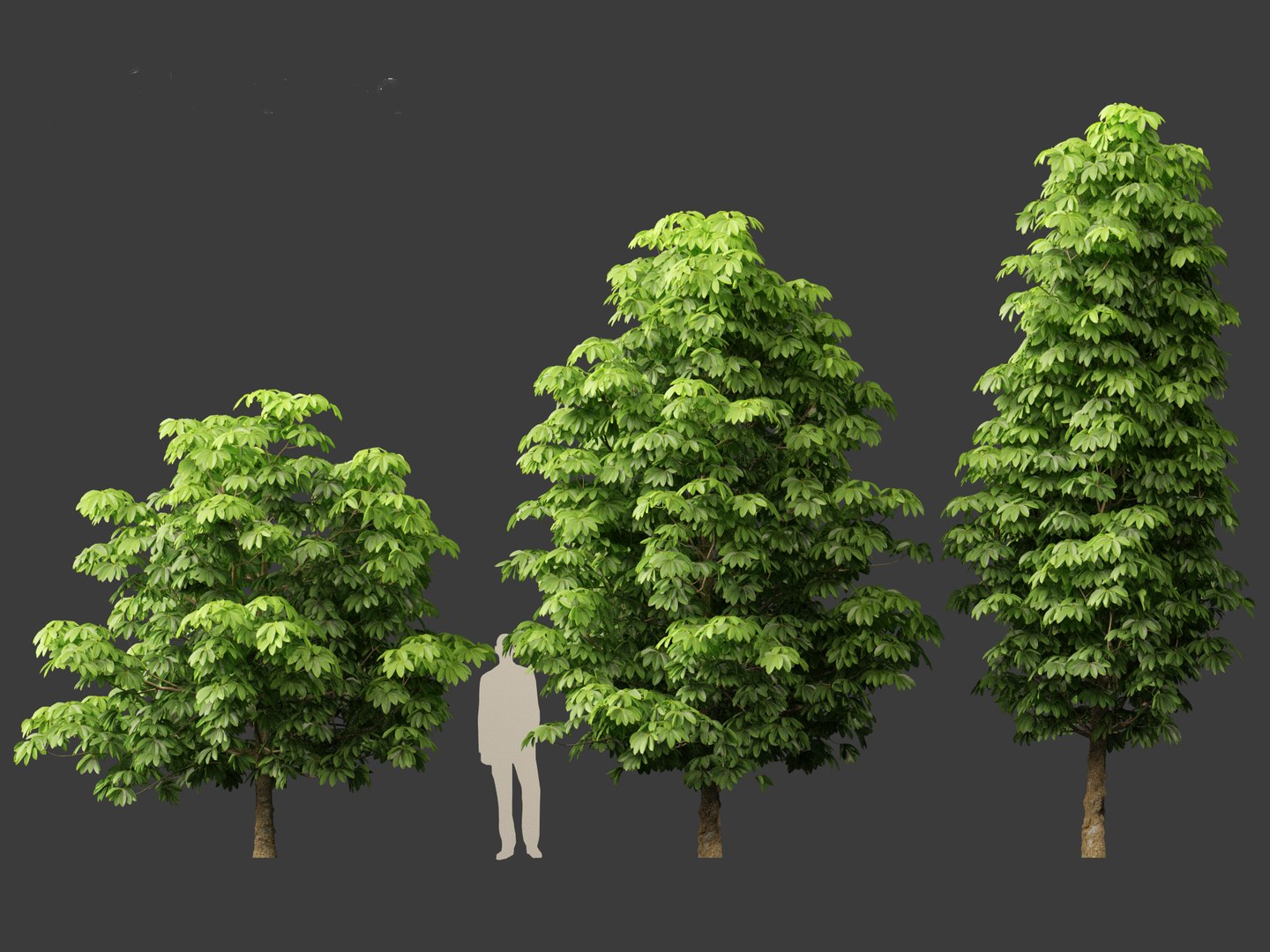 Dyera Costulata - Jelutong 3D Model - TurboSquid 2146978