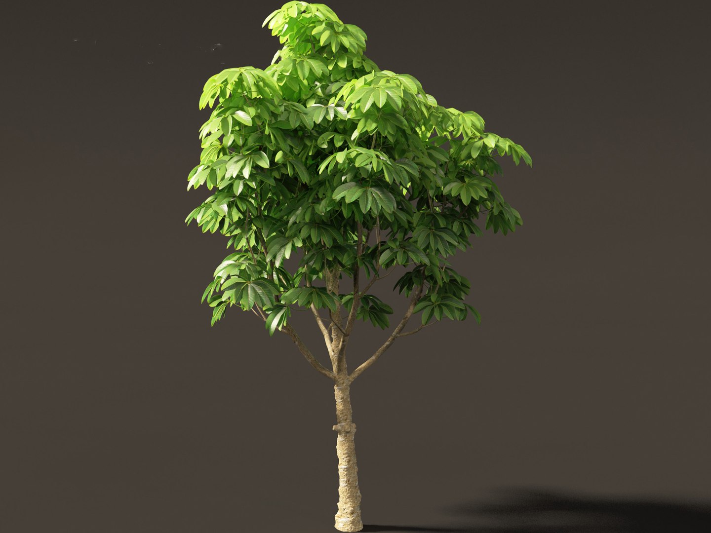 Dyera Costulata - Jelutong 3D Model - TurboSquid 2146978