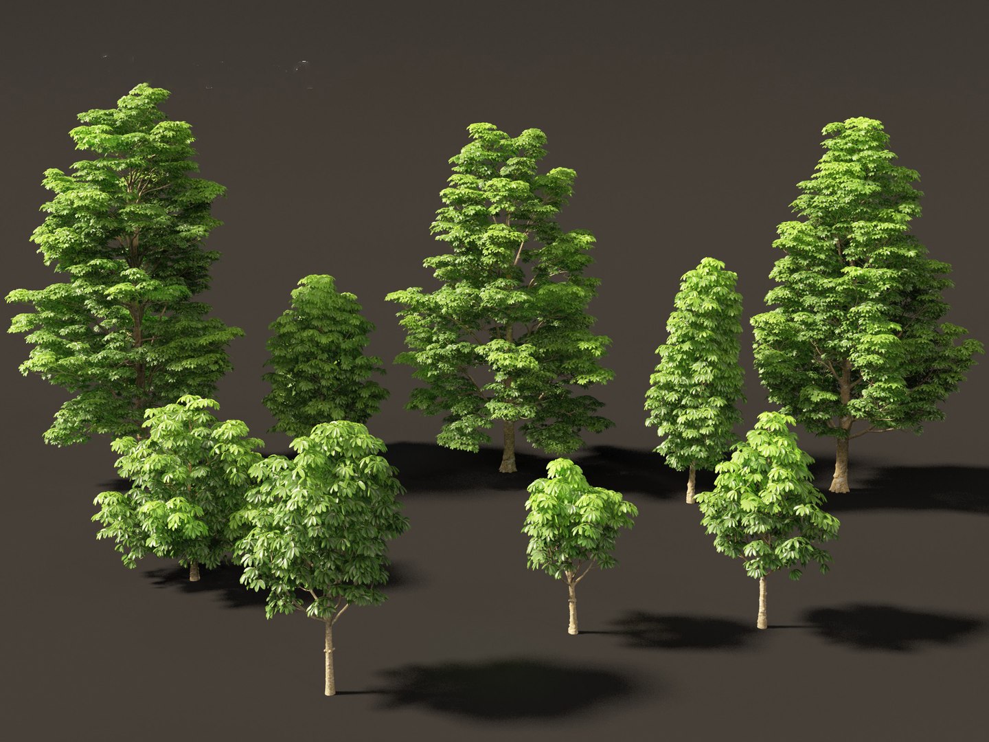 Dyera Costulata - Jelutong 3D Model - TurboSquid 2146978