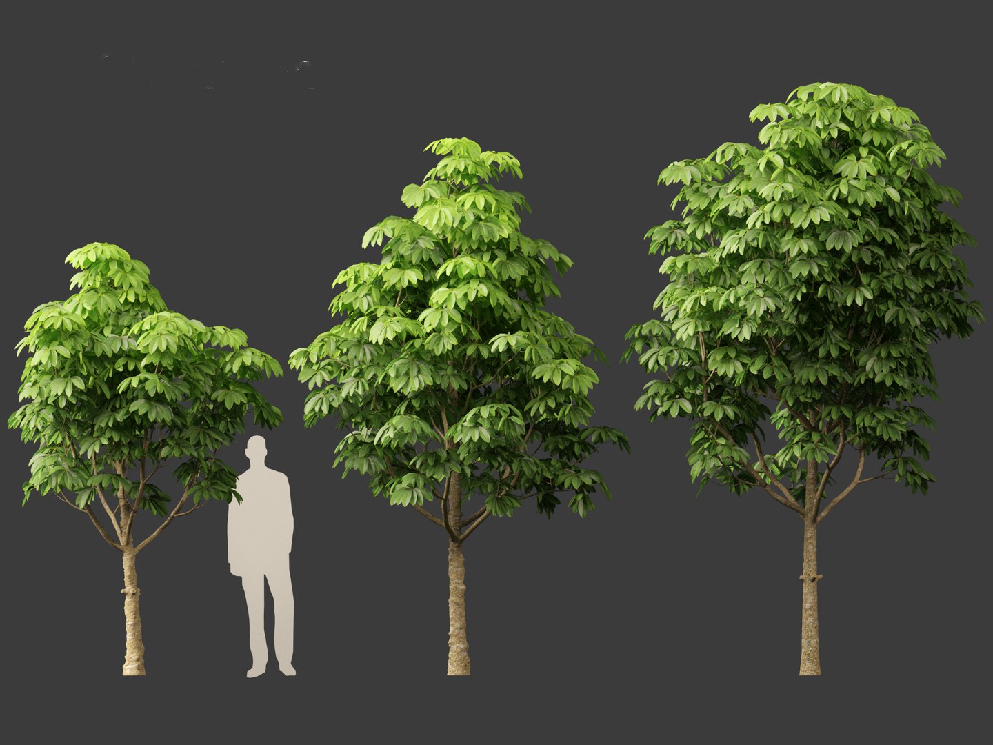 Dyera Costulata - Jelutong 3D Model - TurboSquid 2146978