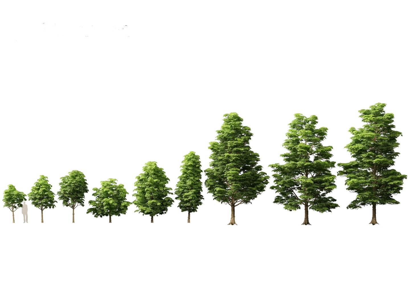 Dyera Costulata - Jelutong 3D Model - TurboSquid 2146978