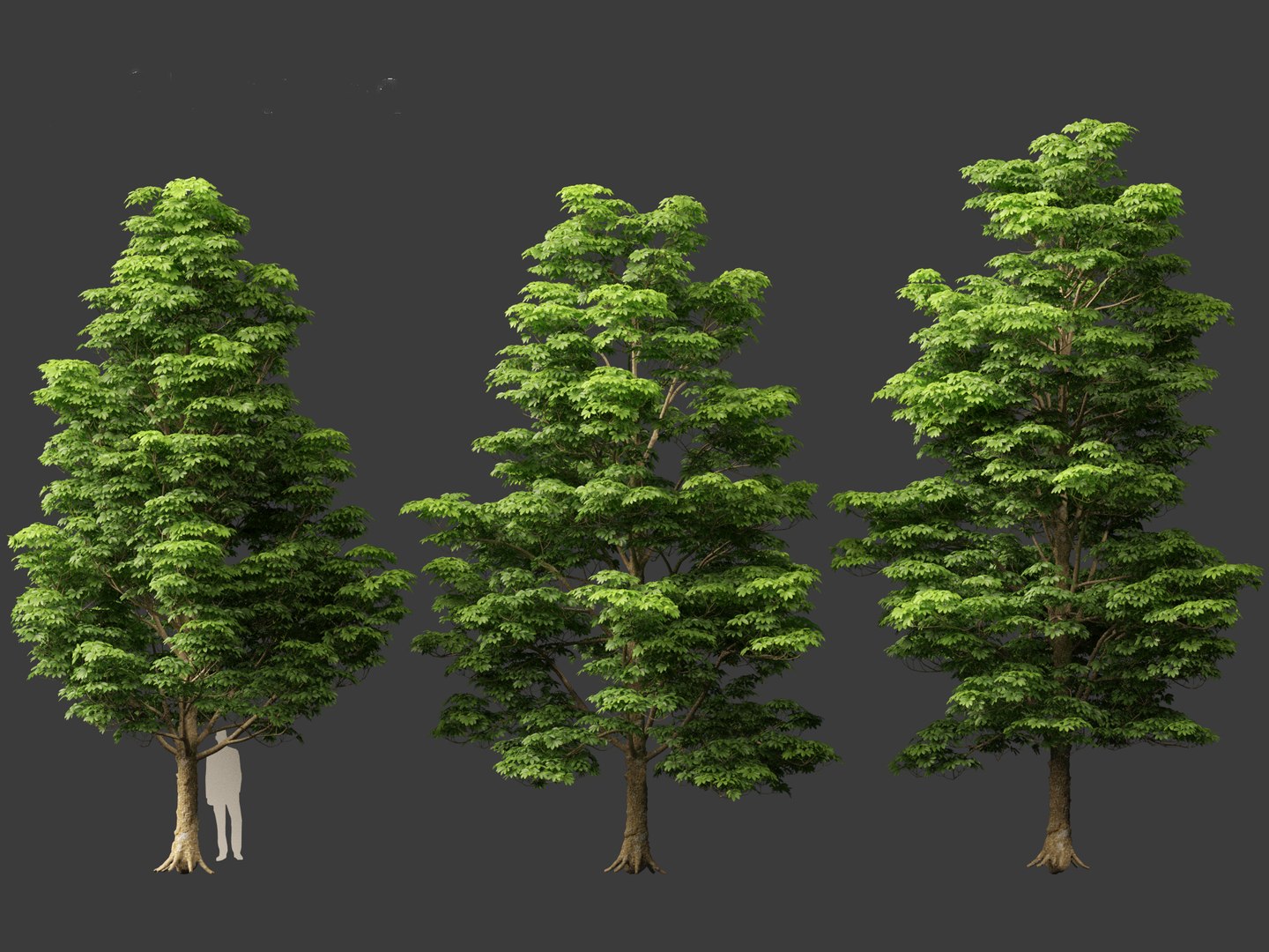 Dyera Costulata - Jelutong 3D Model - TurboSquid 2146978