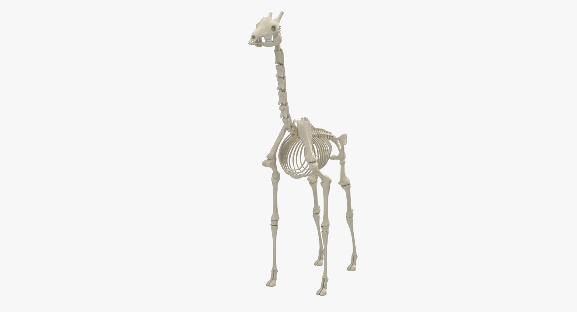 Giraffe Skeleton 3D - TurboSquid 1271632