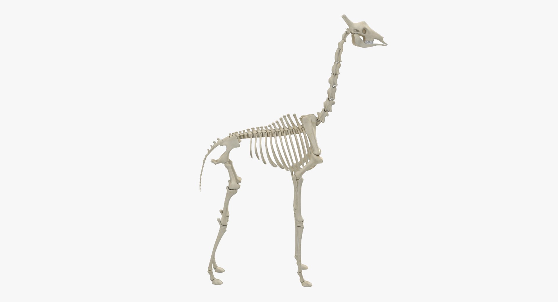 Giraffe Skeleton 3D - TurboSquid 1271632