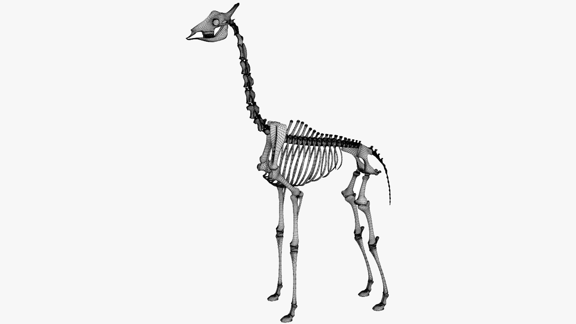 Giraffe Skeleton 3D - TurboSquid 1271632