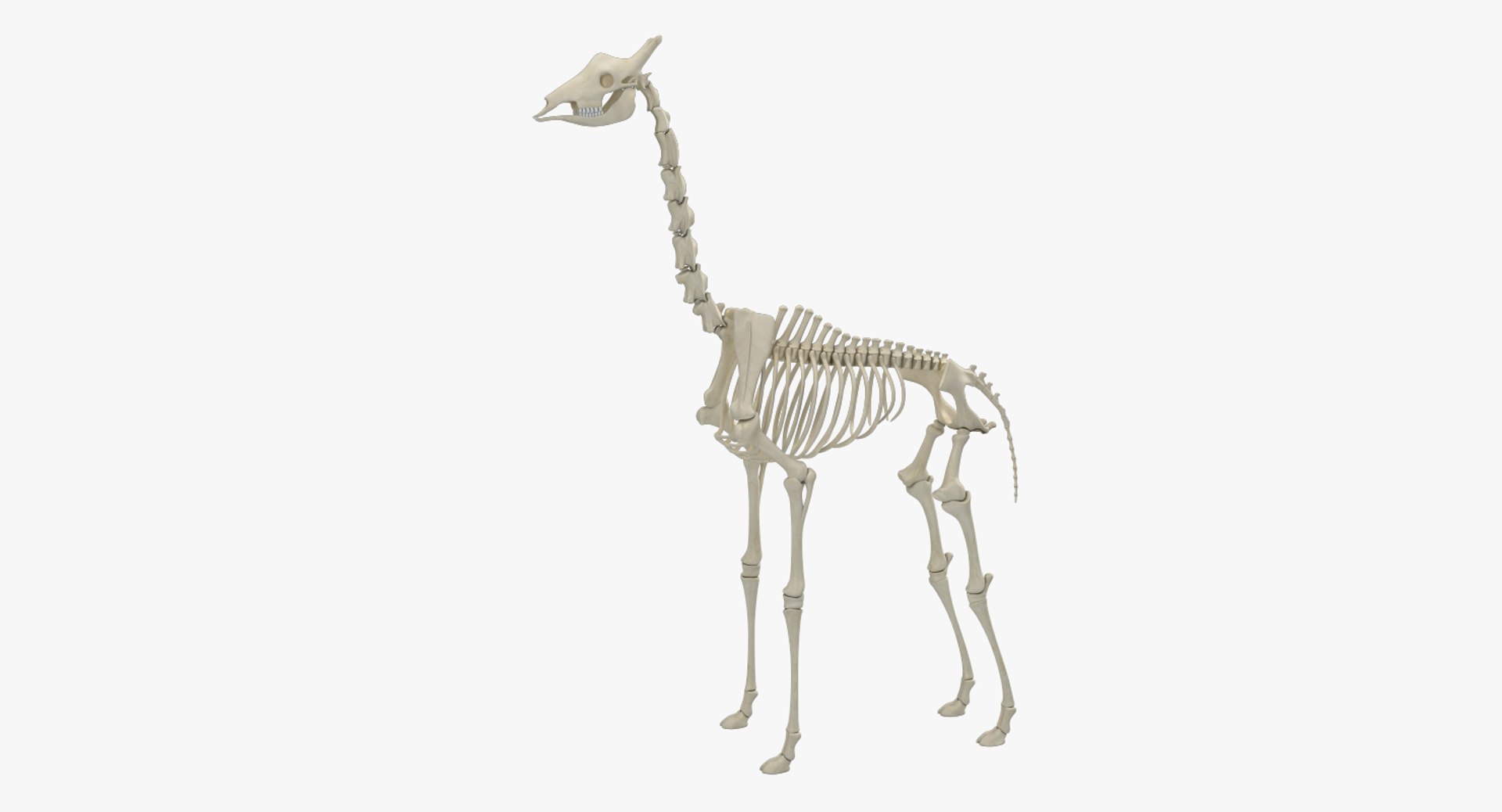 Giraffe skeleton 3D - TurboSquid 1271632