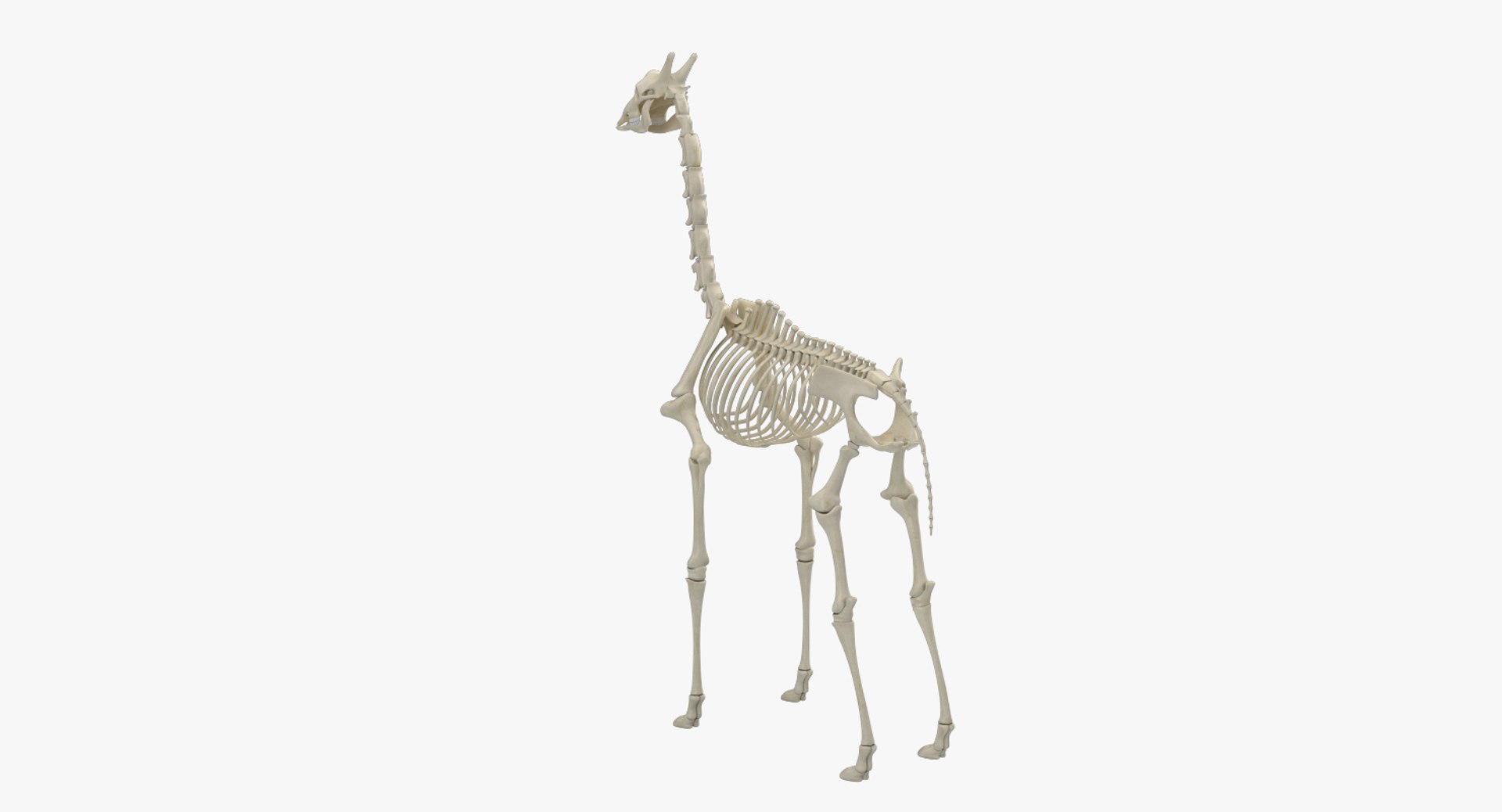 Giraffe Skeleton 3D - TurboSquid 1271632
