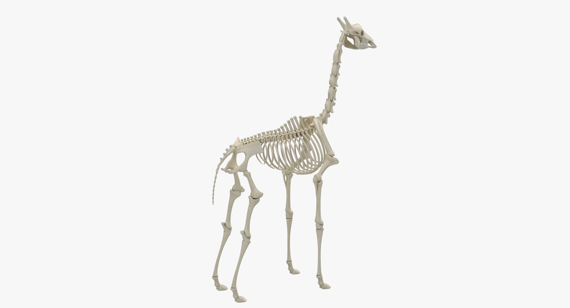 Giraffe Skeleton 3D - TurboSquid 1271632