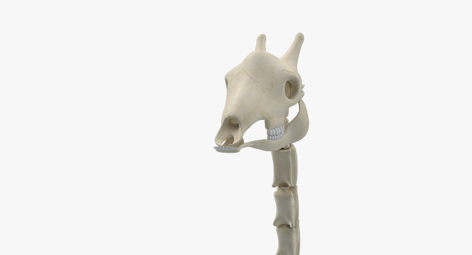 Giraffe Skeleton 3D - TurboSquid 1271632