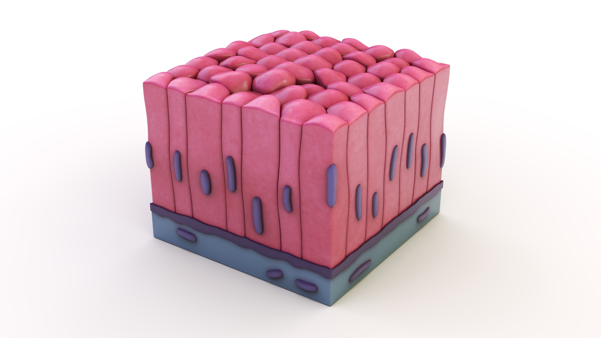 3D Model Skin Cells Collection 2 - TurboSquid 2248796