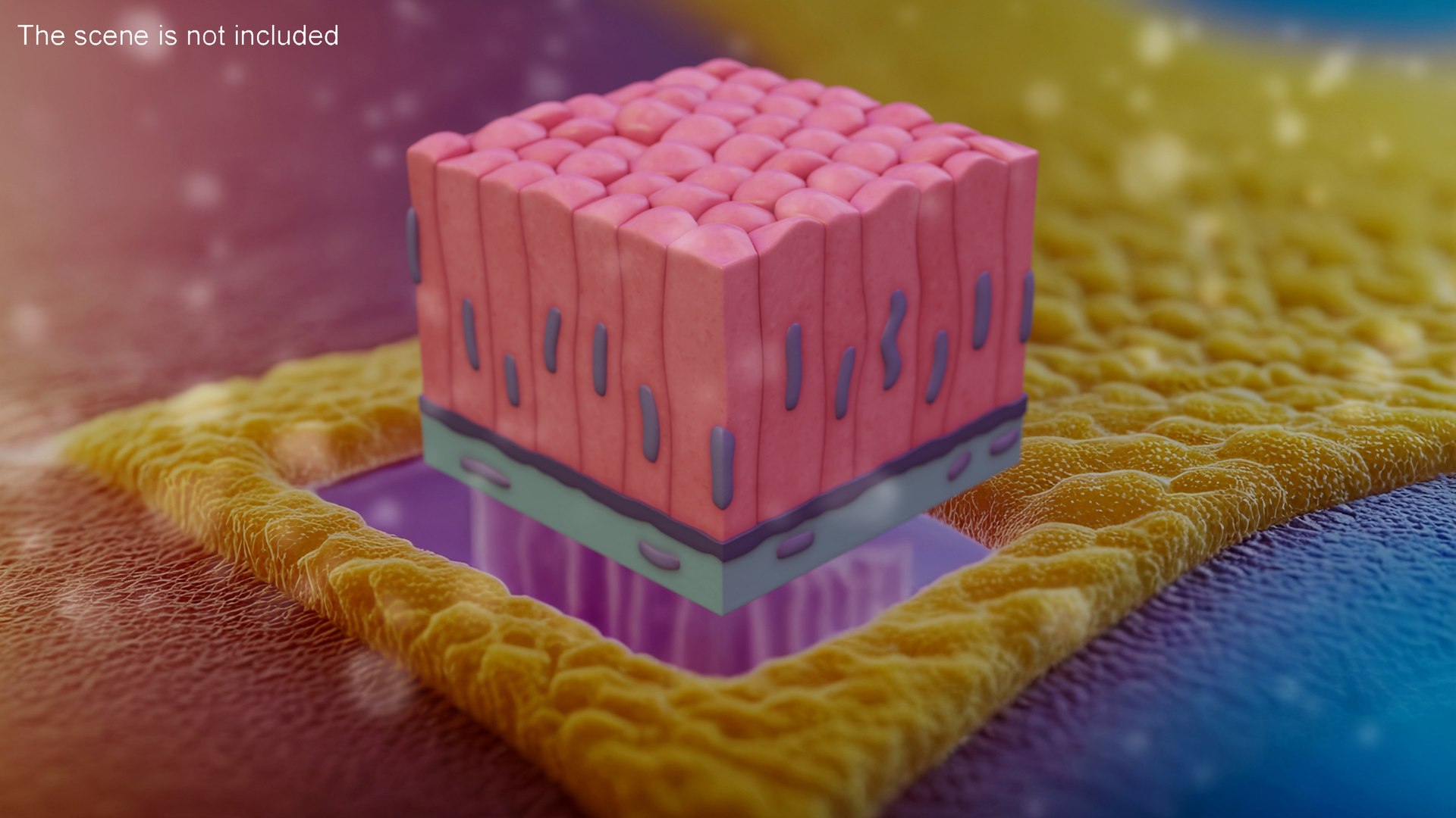 3D Model Skin Cells Collection 2 - TurboSquid 2248796