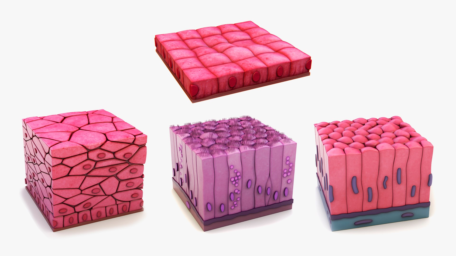 3D Model Skin Cells Collection 2 - TurboSquid 2248796