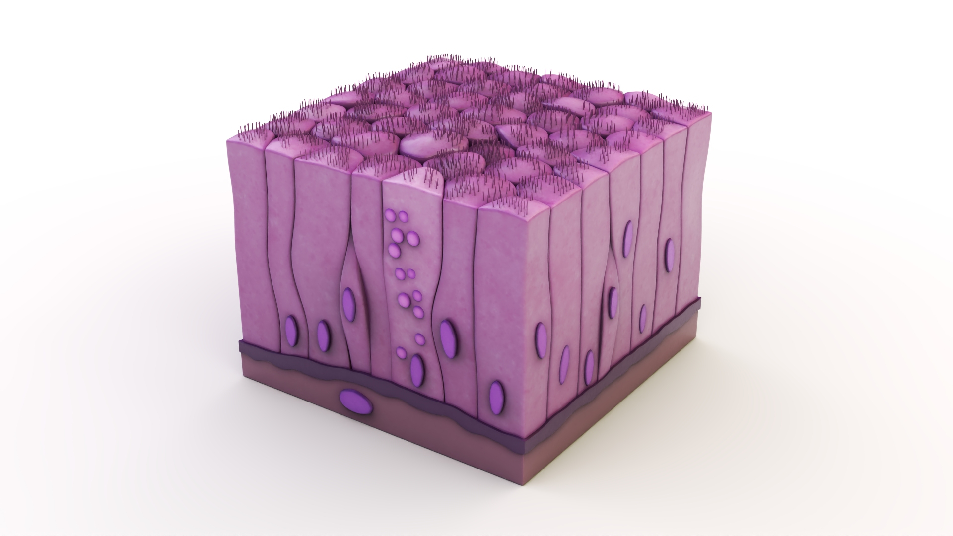 3D Model Skin Cells Collection 2 - TurboSquid 2248796