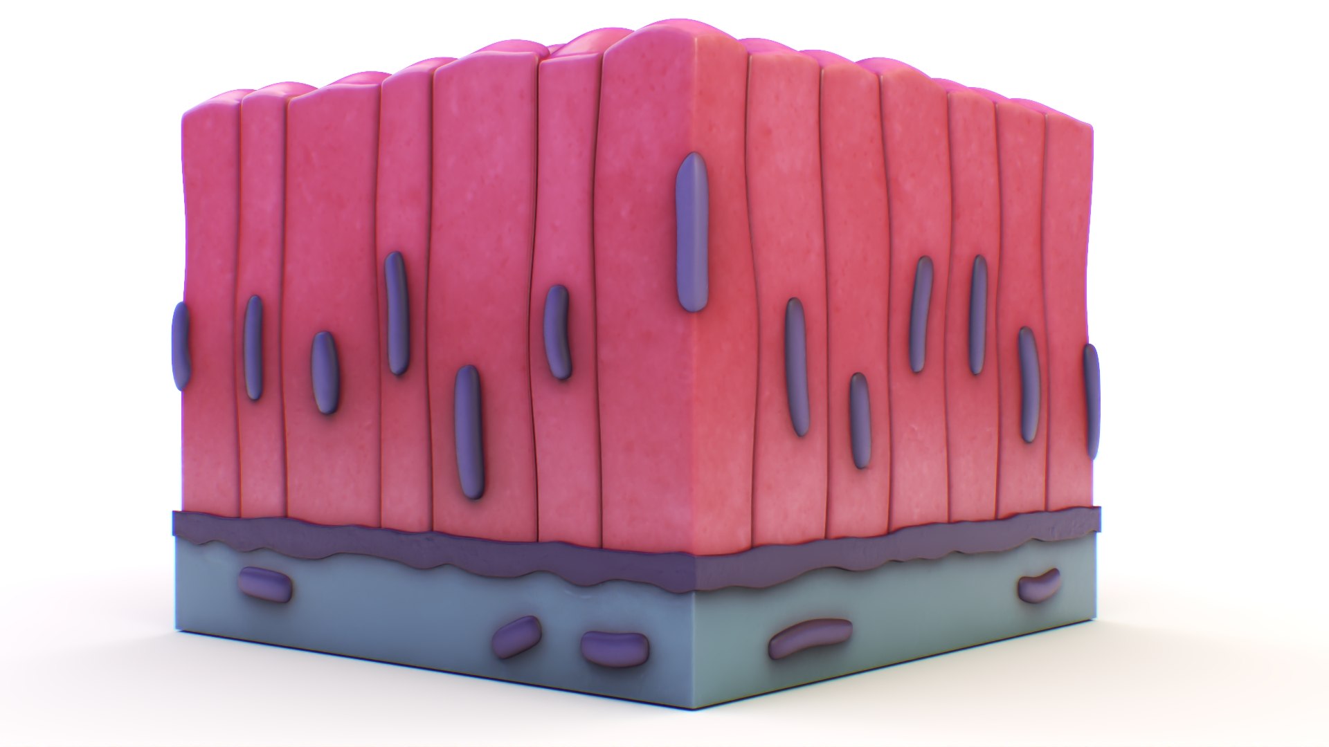 3D Model Skin Cells Collection 2 - TurboSquid 2248796