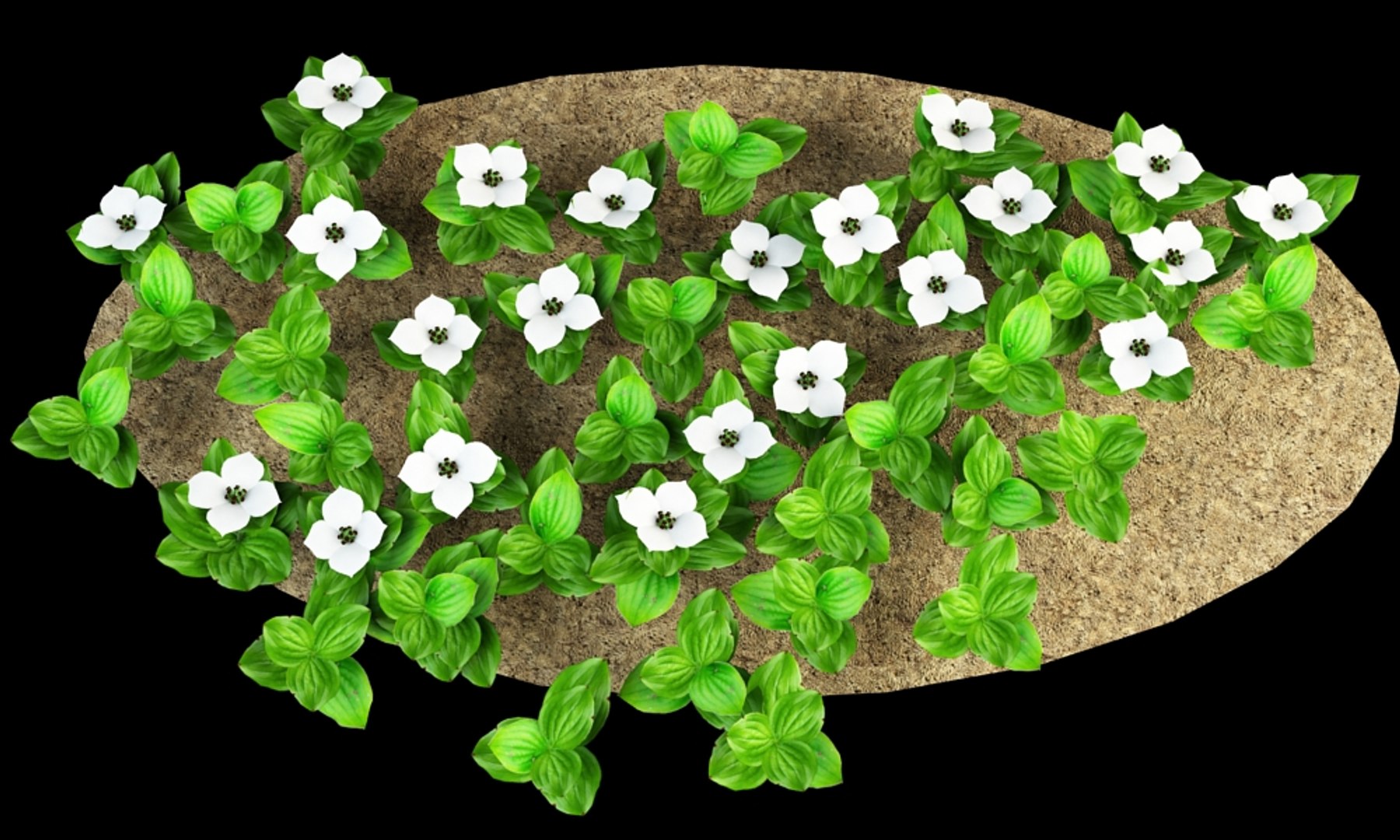 3d Crackerberry Cornus Canadensis