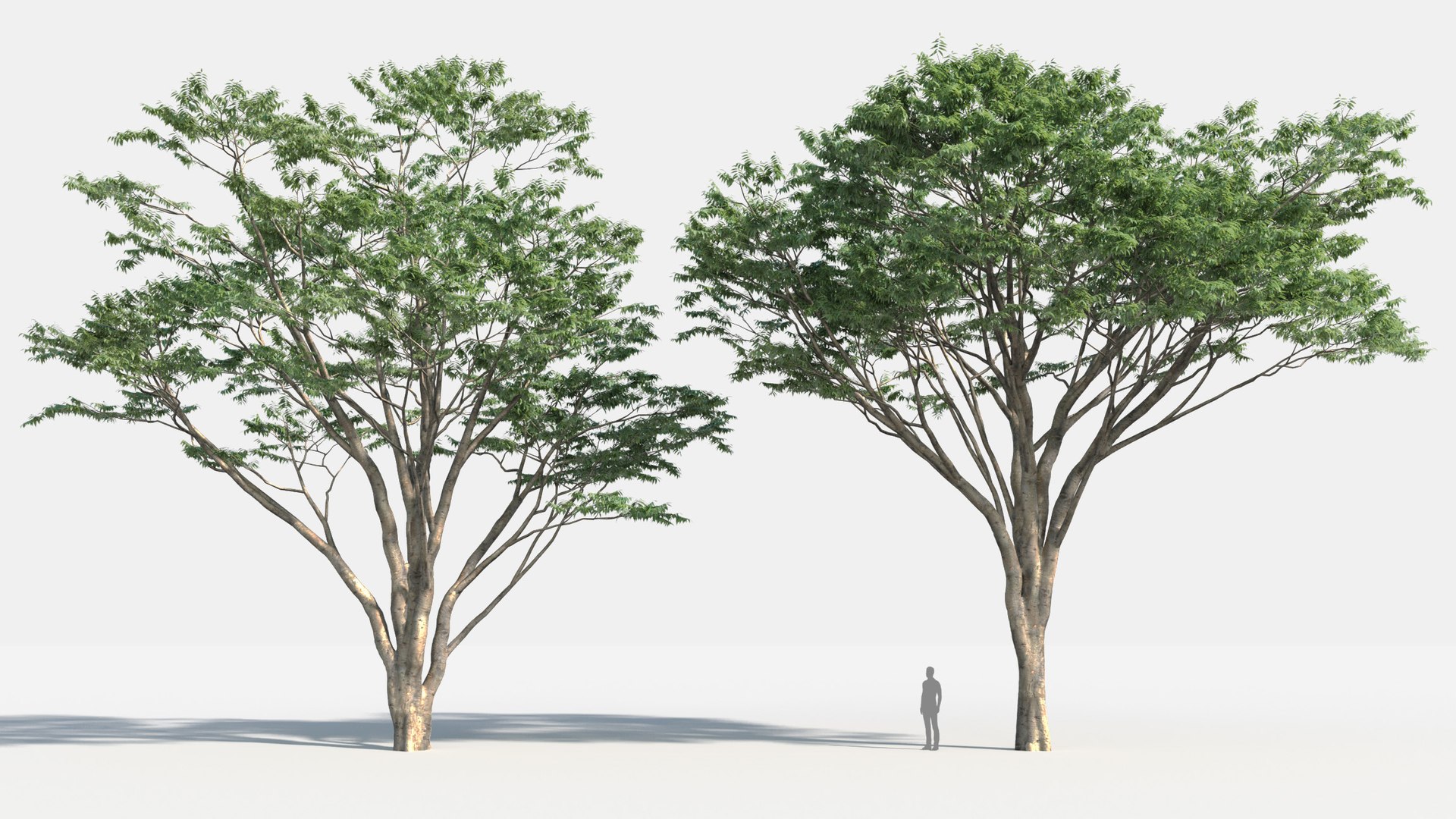 Plants Pack 2: Chinese 3D Model - TurboSquid 1516629