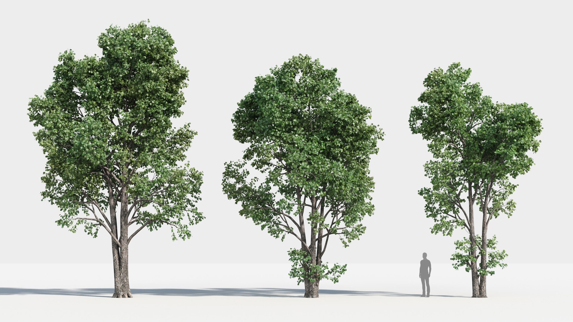 Plants Pack 2: Chinese 3D Model - TurboSquid 1516629