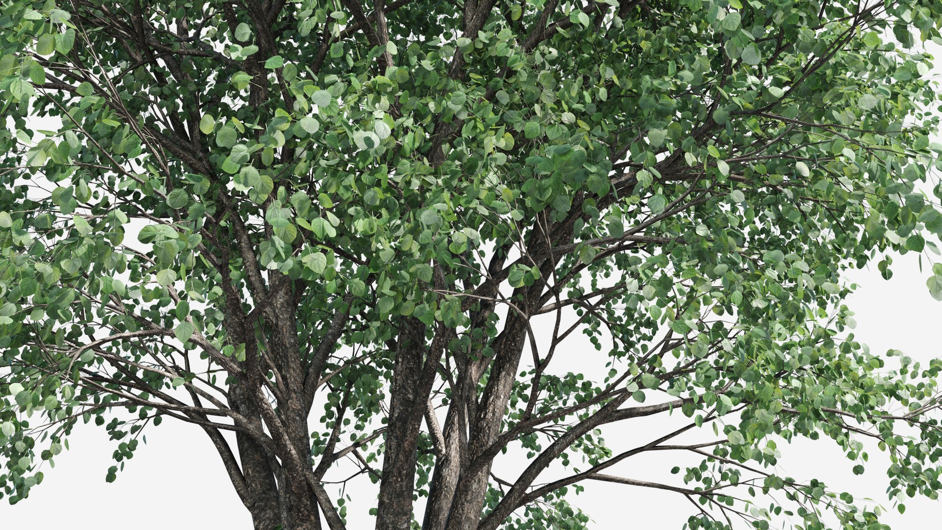 Plants Pack 2: Chinese 3D Model - TurboSquid 1516629