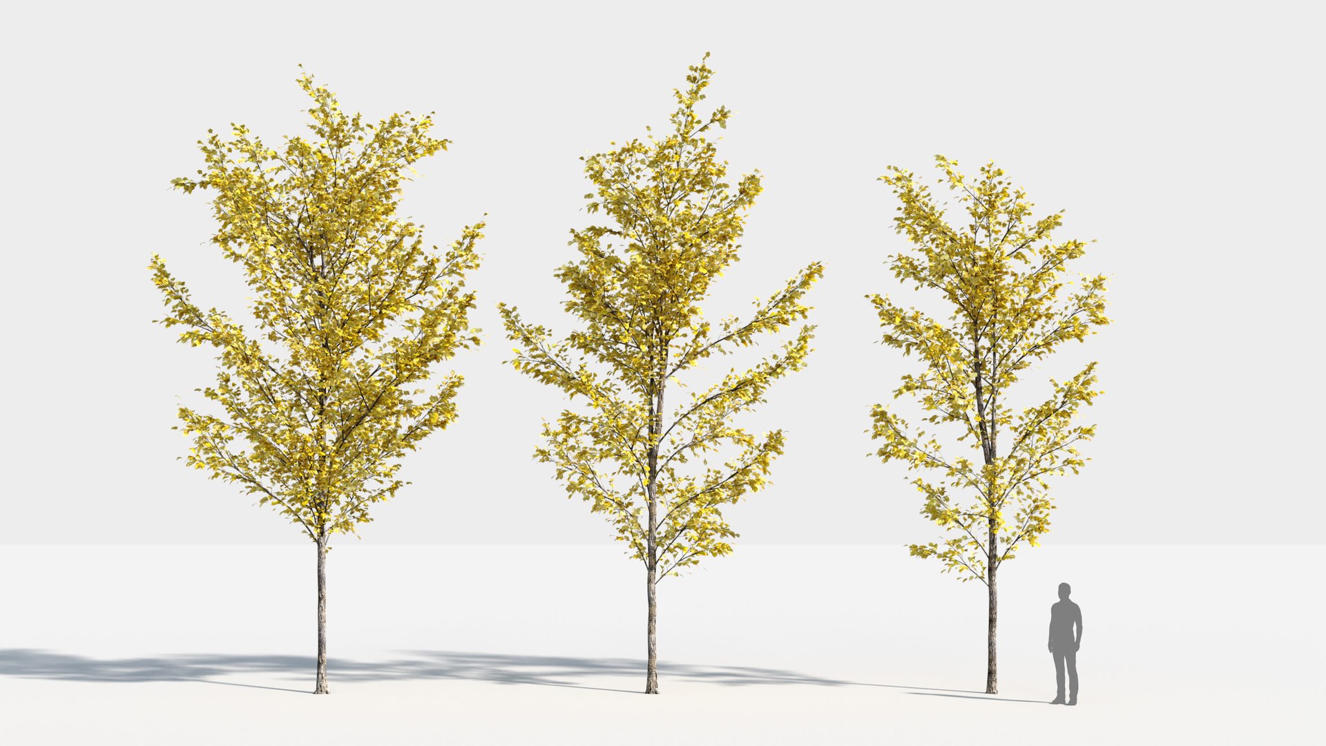 Plants Pack 2: Chinese 3D Model - TurboSquid 1516629