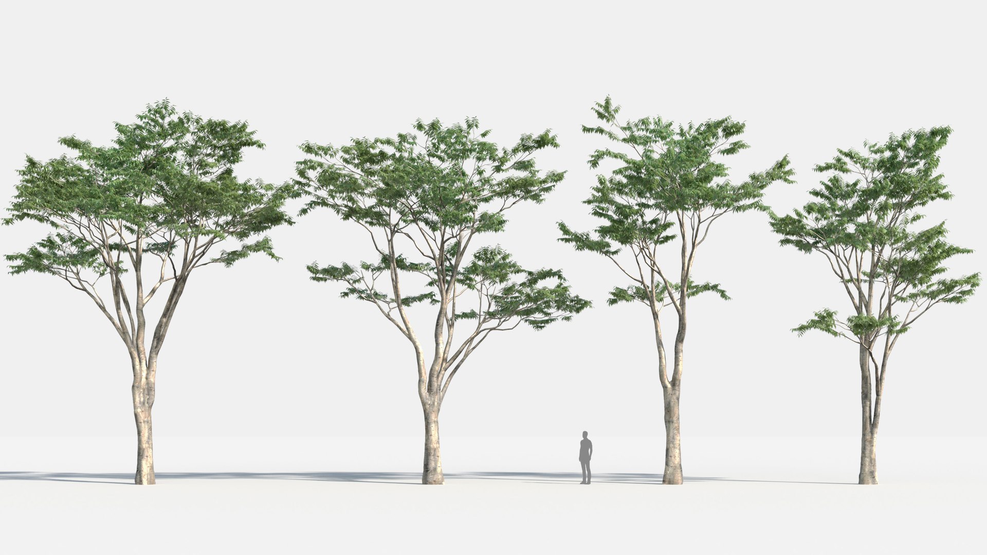 Plants Pack 2: Chinese 3D Model - TurboSquid 1516629