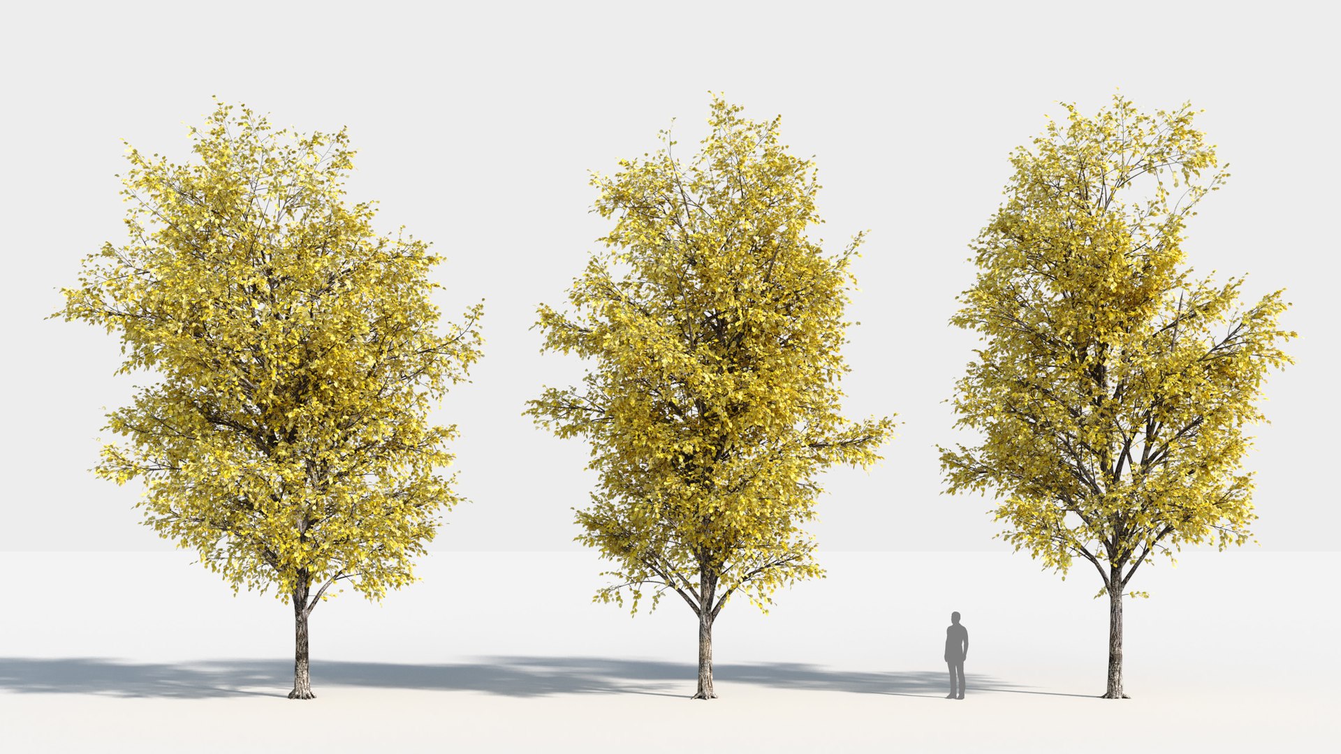 Plants Pack 2: Chinese 3D Model - TurboSquid 1516629