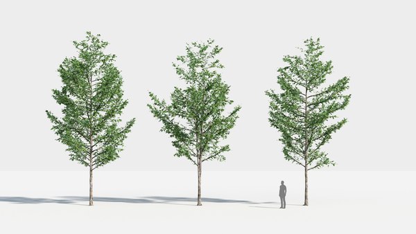 Plants pack 2: chinese 3D model - TurboSquid 1516629