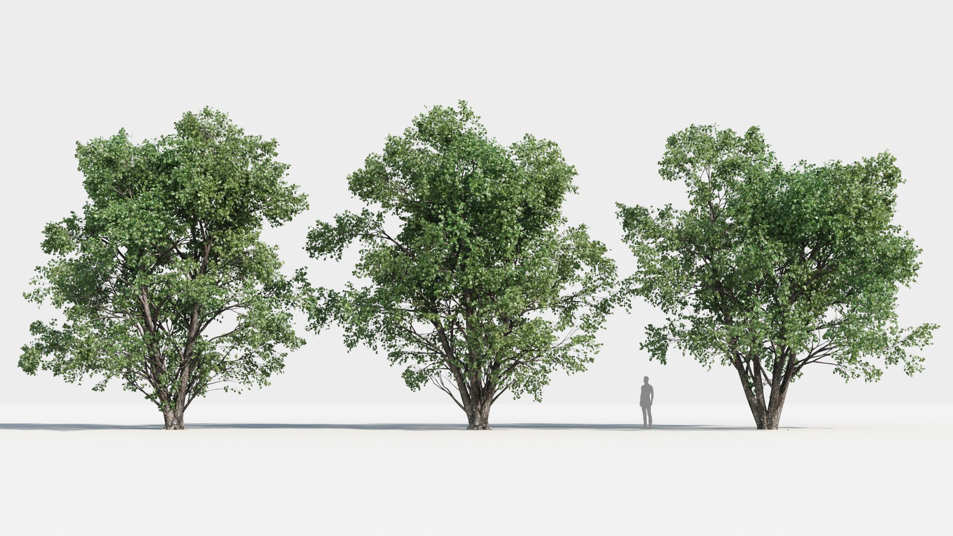 Plants Pack 2: Chinese 3D Model - TurboSquid 1516629