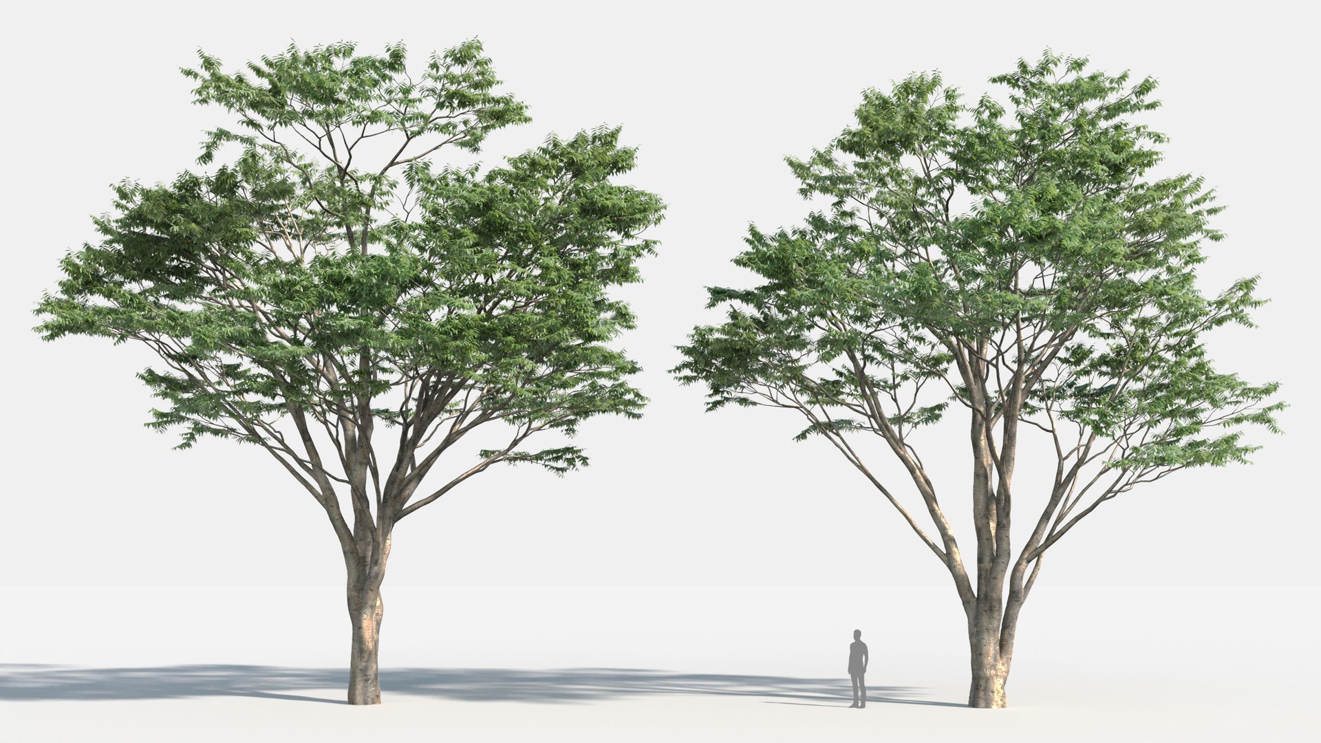 Plants Pack 2: Chinese 3D Model - TurboSquid 1516629