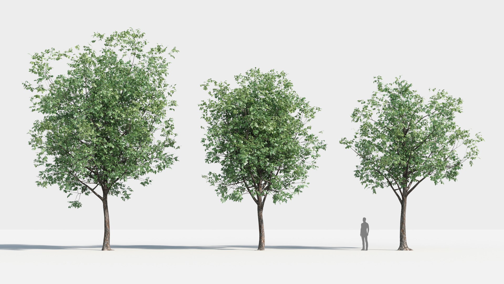 Plants Pack 2: Chinese 3D Model - TurboSquid 1516629