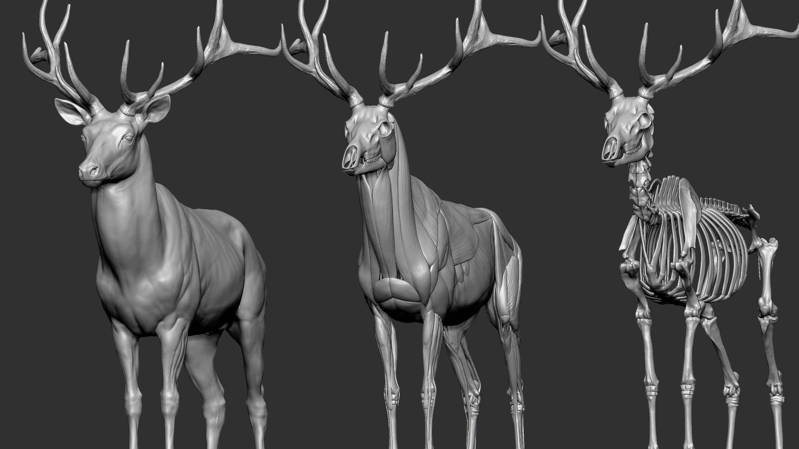 Red Deer Stag Elk VFX MUSCLE SIMULATION 3D - TurboSquid 1752018
