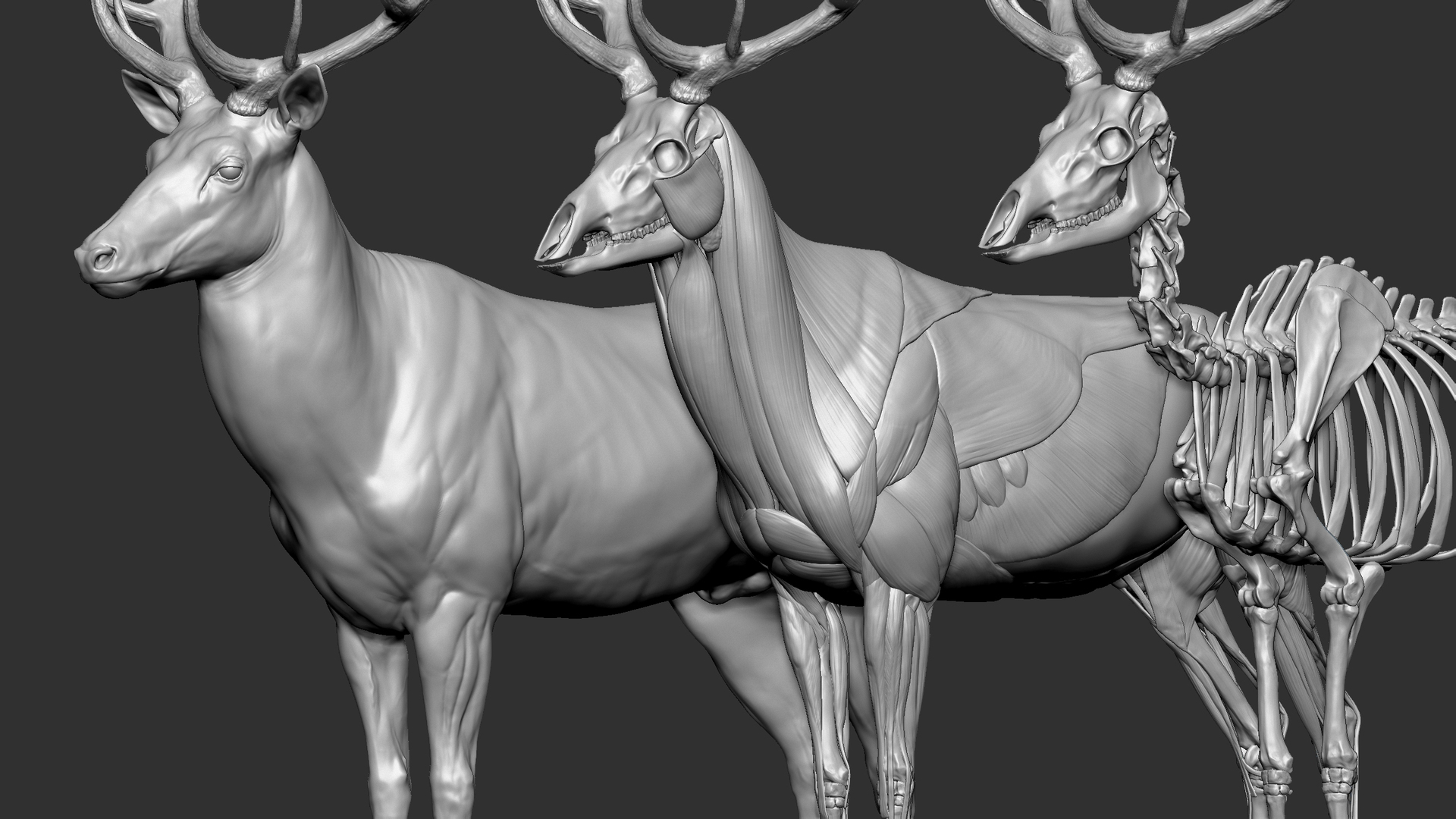 Red Deer Stag Elk VFX MUSCLE SIMULATION 3D - TurboSquid 1752018
