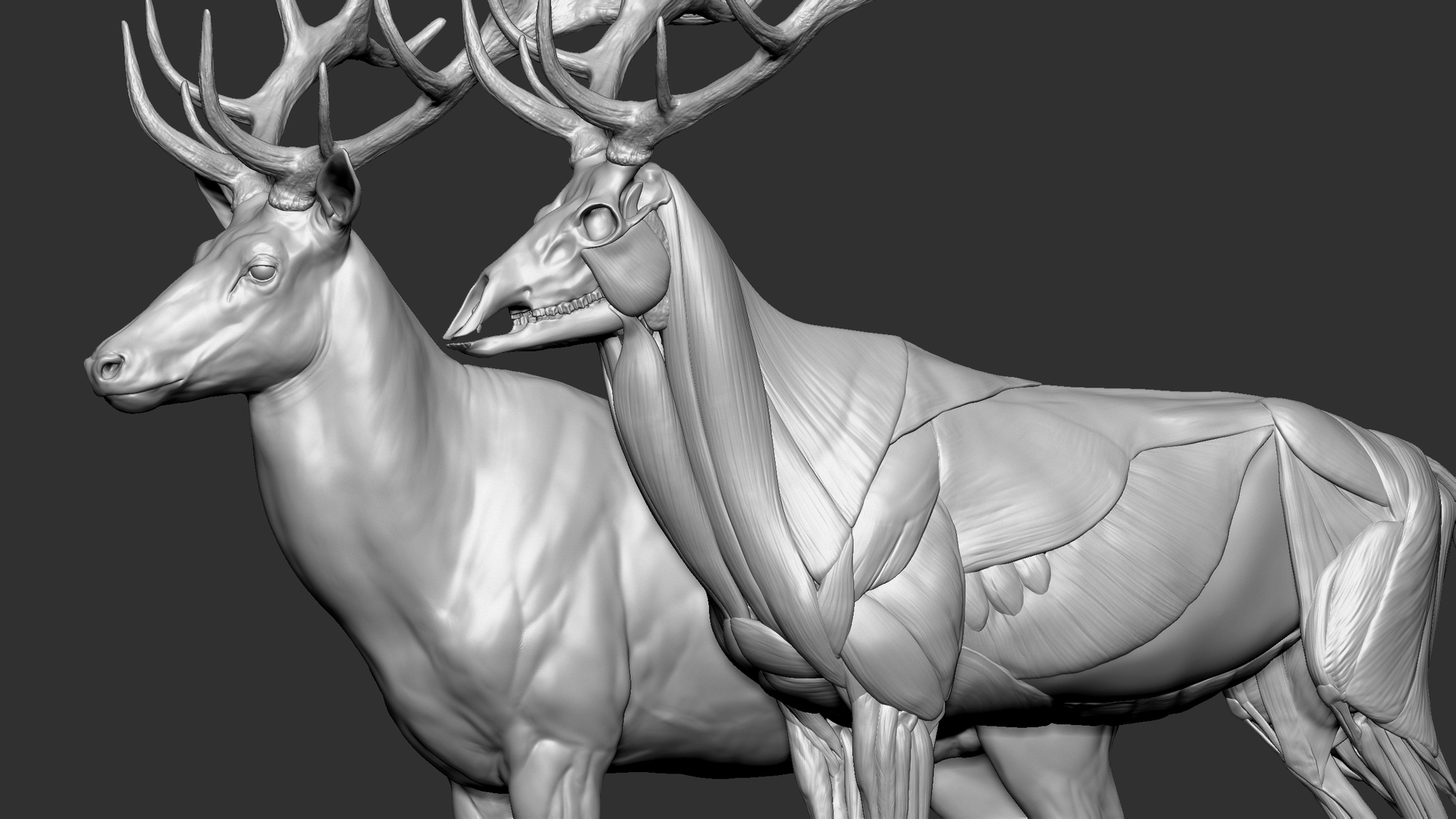 Red Deer Stag Elk VFX MUSCLE SIMULATION 3D - TurboSquid 1752018