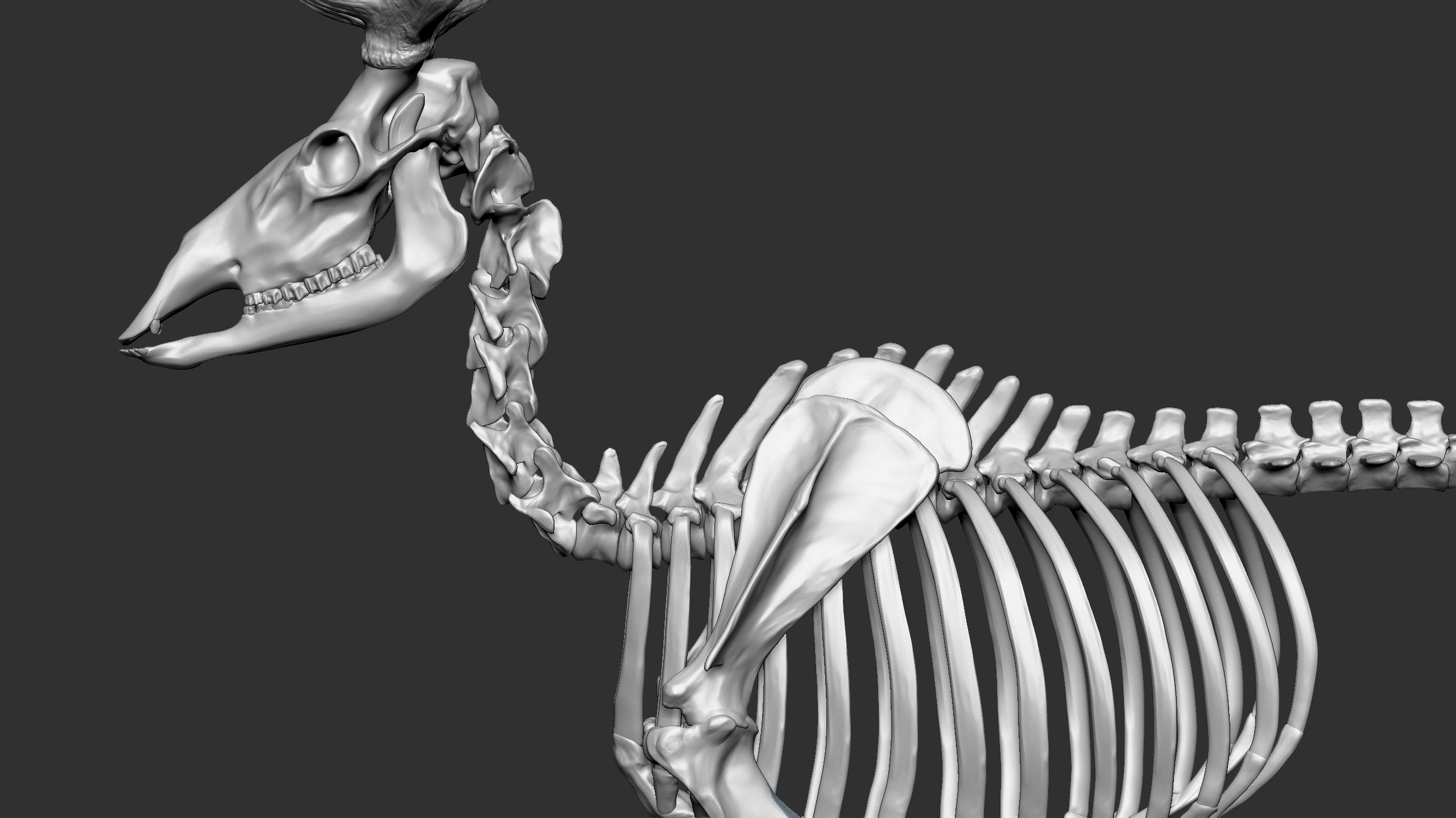 Red Deer Stag Elk VFX MUSCLE SIMULATION 3D - TurboSquid 1752018