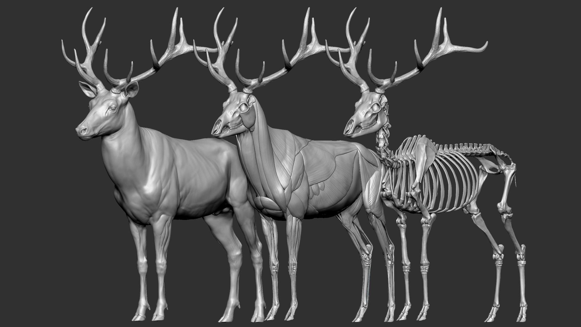 Red Deer Stag Elk VFX MUSCLE SIMULATION 3D - TurboSquid 1752018