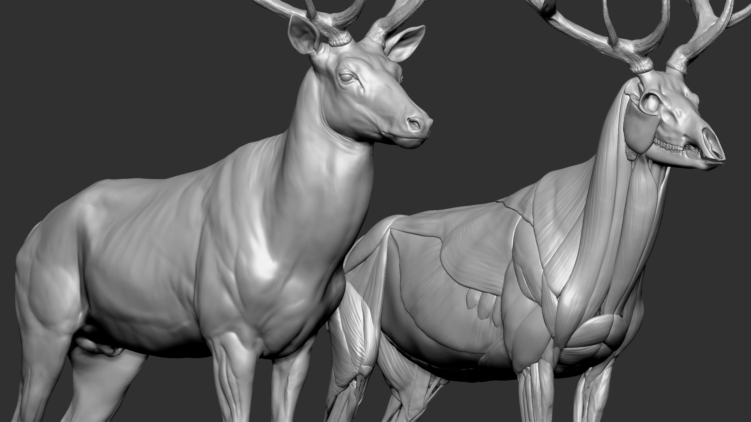 Red Deer Stag Elk VFX MUSCLE SIMULATION 3D - TurboSquid 1752018