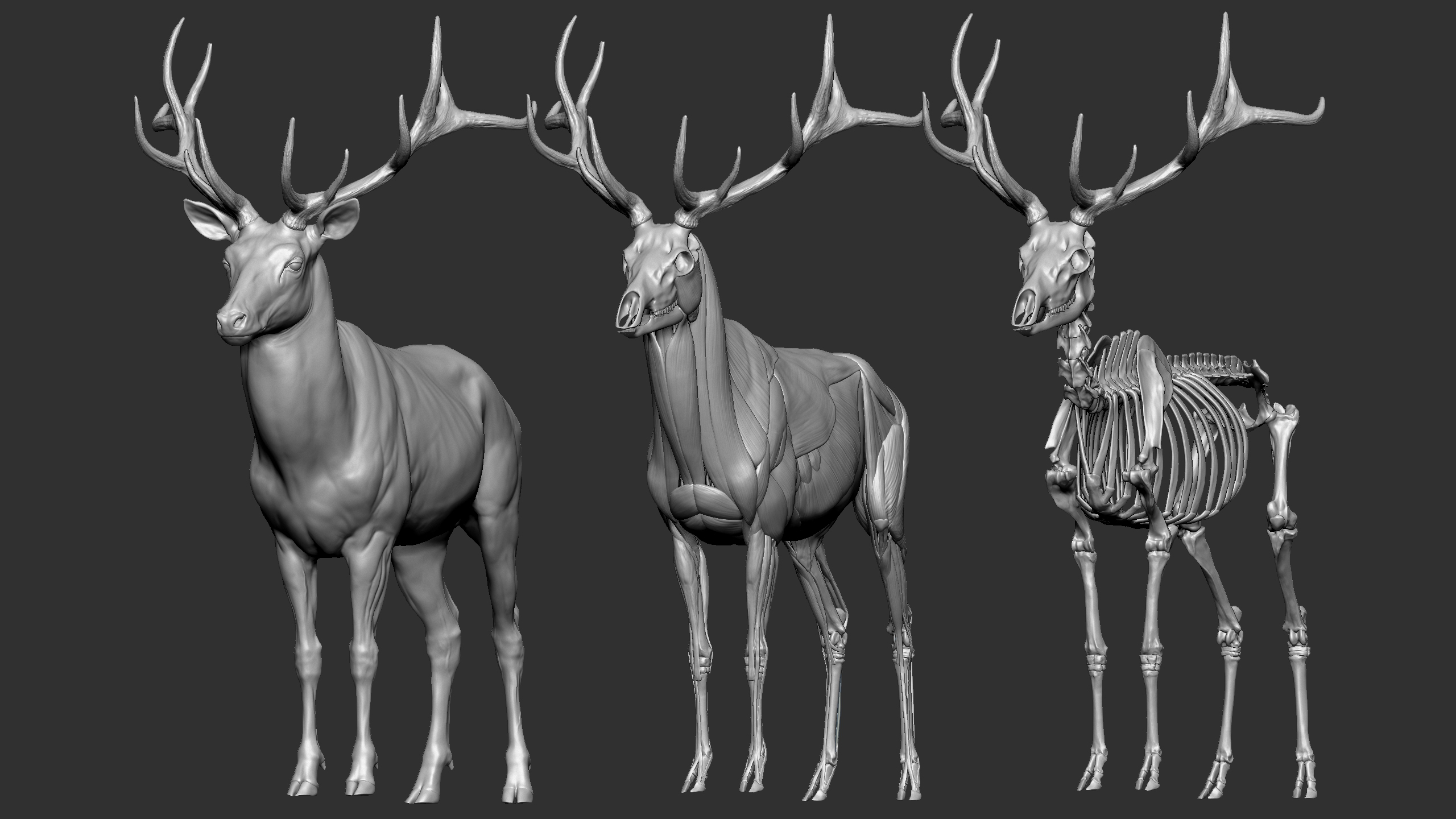 Red Deer Stag Elk VFX MUSCLE SIMULATION 3D - TurboSquid 1752018