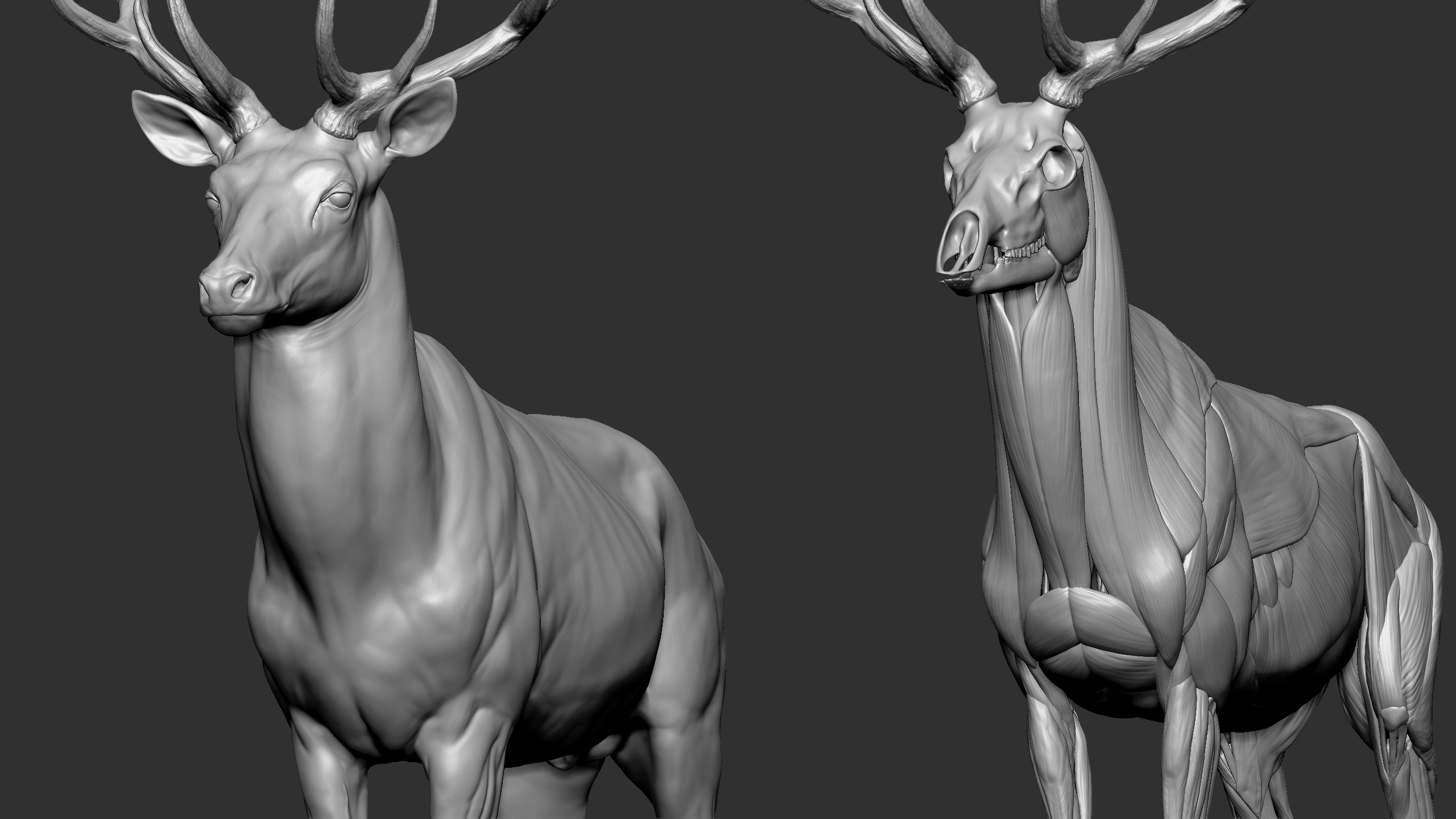 Red Deer Stag Elk VFX MUSCLE SIMULATION 3D - TurboSquid 1752018