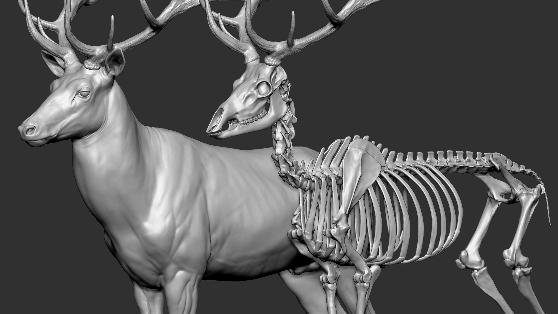 Red Deer Stag Elk VFX MUSCLE SIMULATION 3D - TurboSquid 1752018