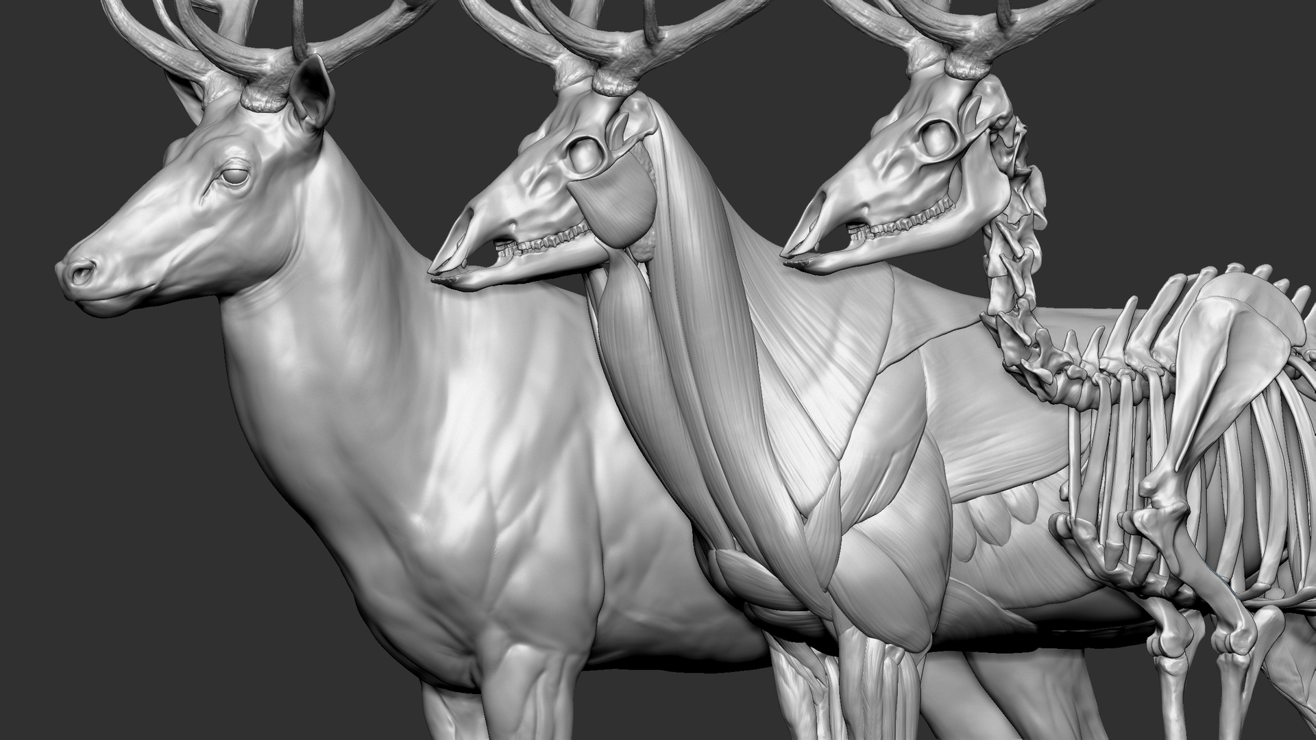 Red Deer Stag Elk VFX MUSCLE SIMULATION 3D - TurboSquid 1752018