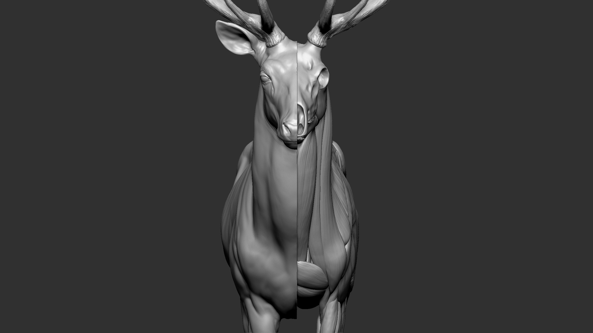 Red Deer Stag Elk VFX MUSCLE SIMULATION 3D - TurboSquid 1752018