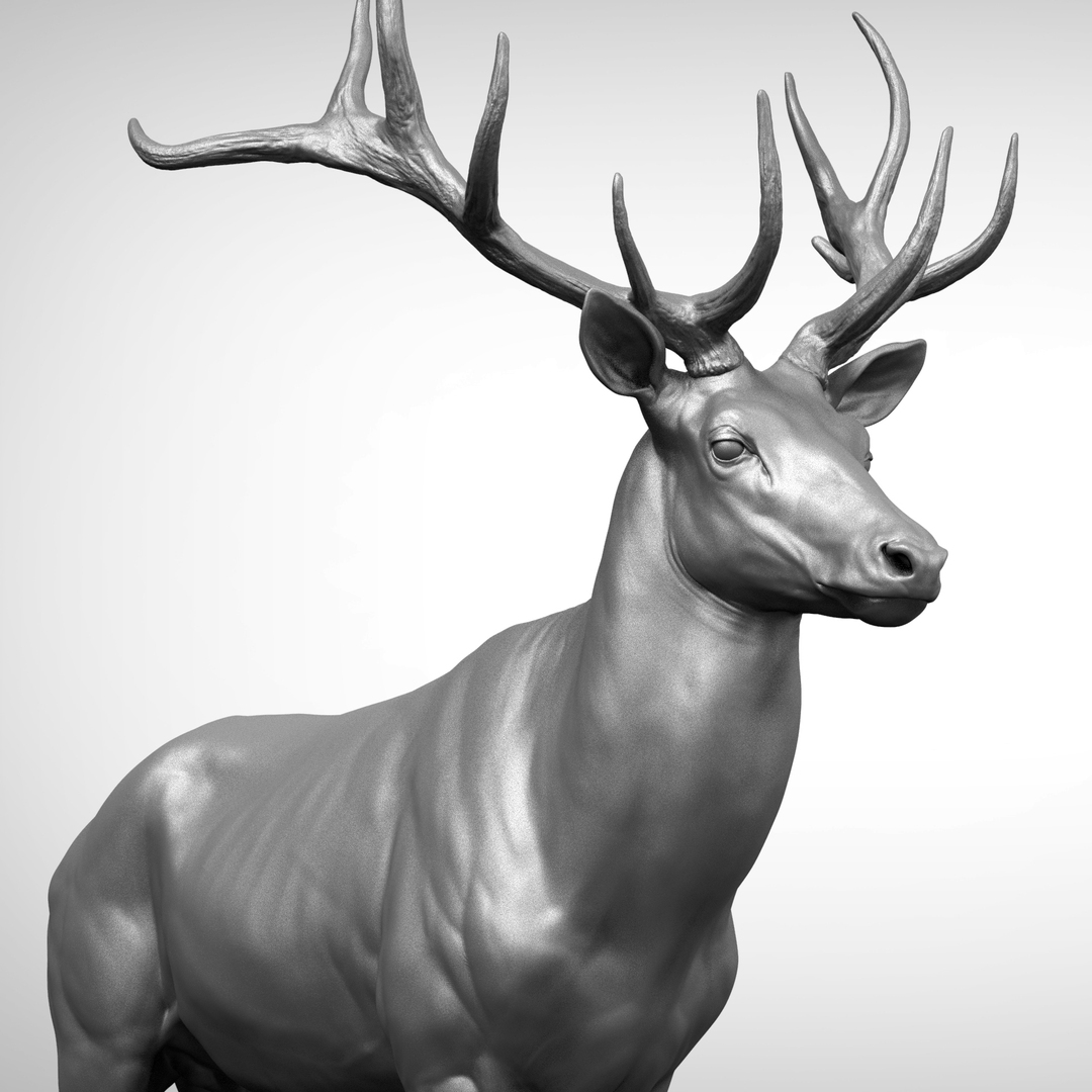 Red Deer Stag Elk VFX MUSCLE SIMULATION 3D - TurboSquid 1752018