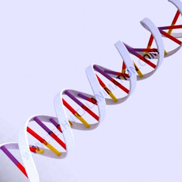 dna 3d model