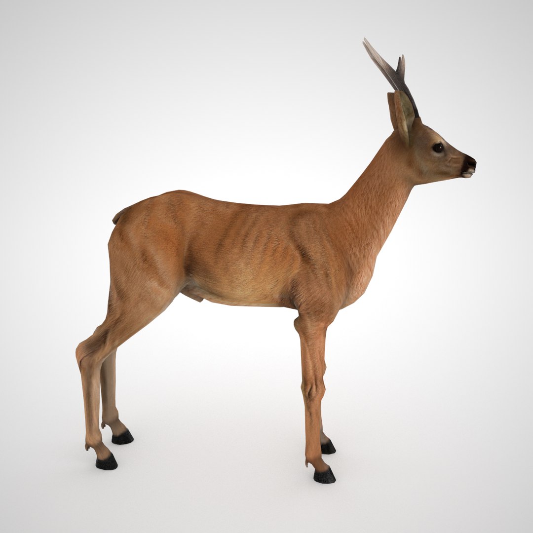 Roe Deer Male - Model - TurboSquid 1301458