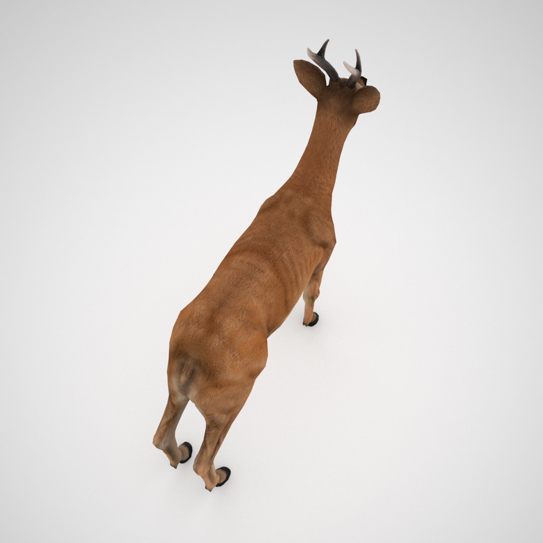 Roe Deer Male - Model - TurboSquid 1301458