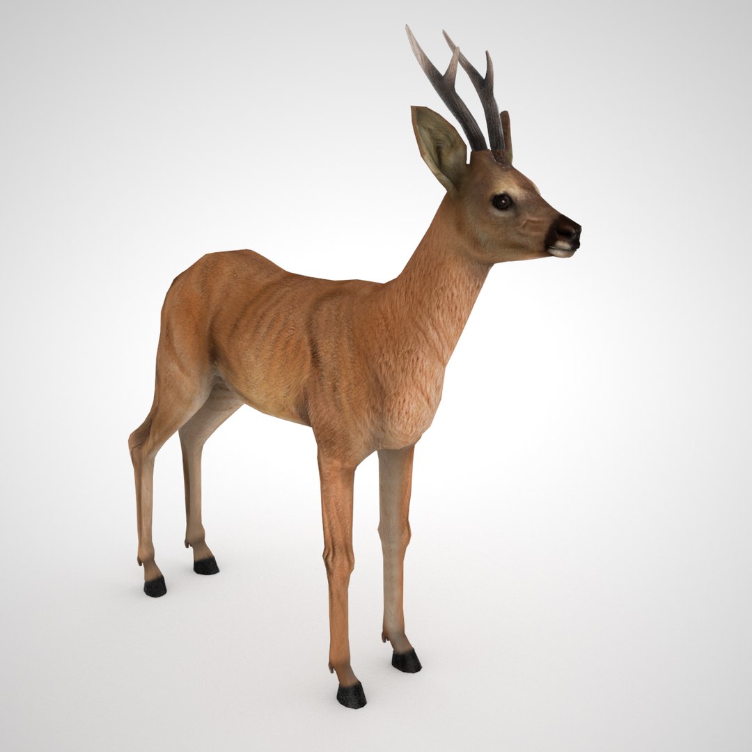 Roe Deer Male - Model - TurboSquid 1301458