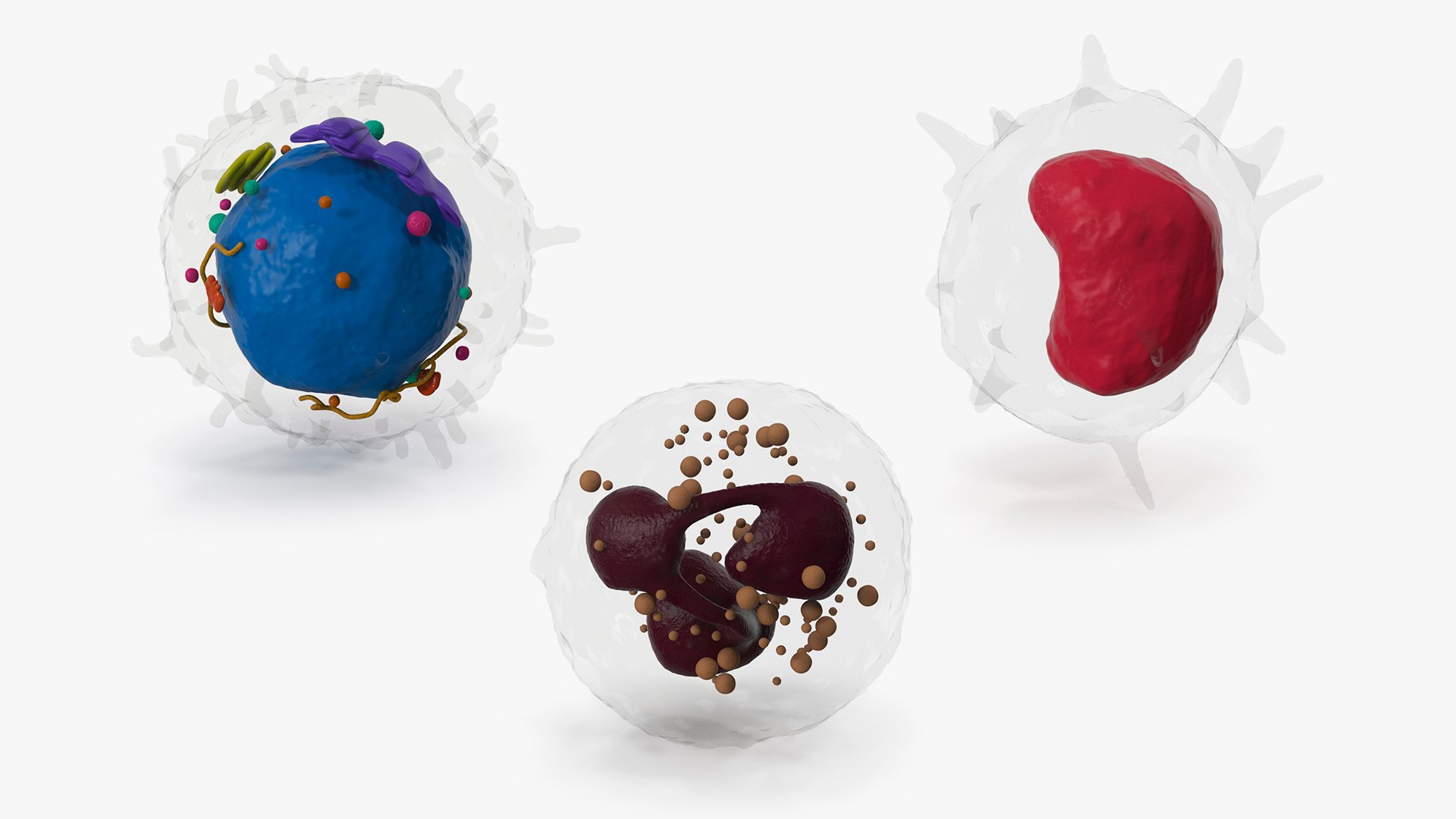 Blood Cells Collection 3D - TurboSquid 2151240