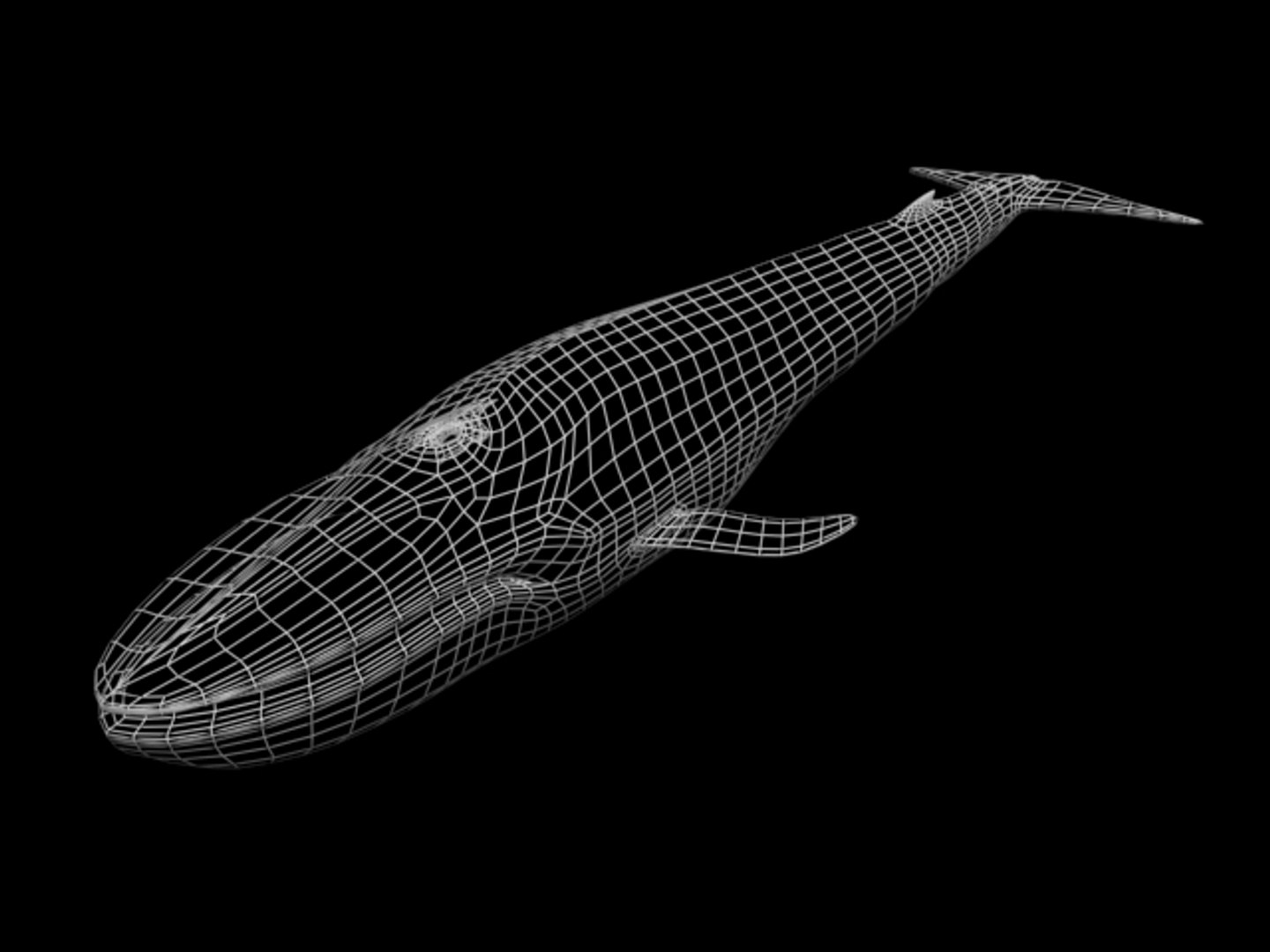 3d Blue Whale